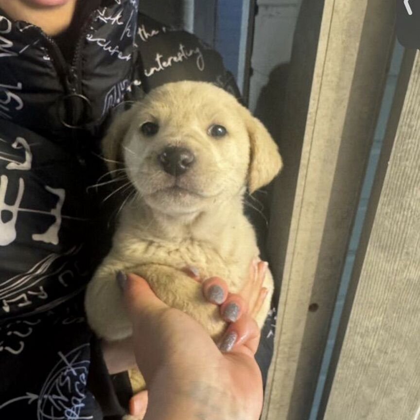 Щенок в добрые руки