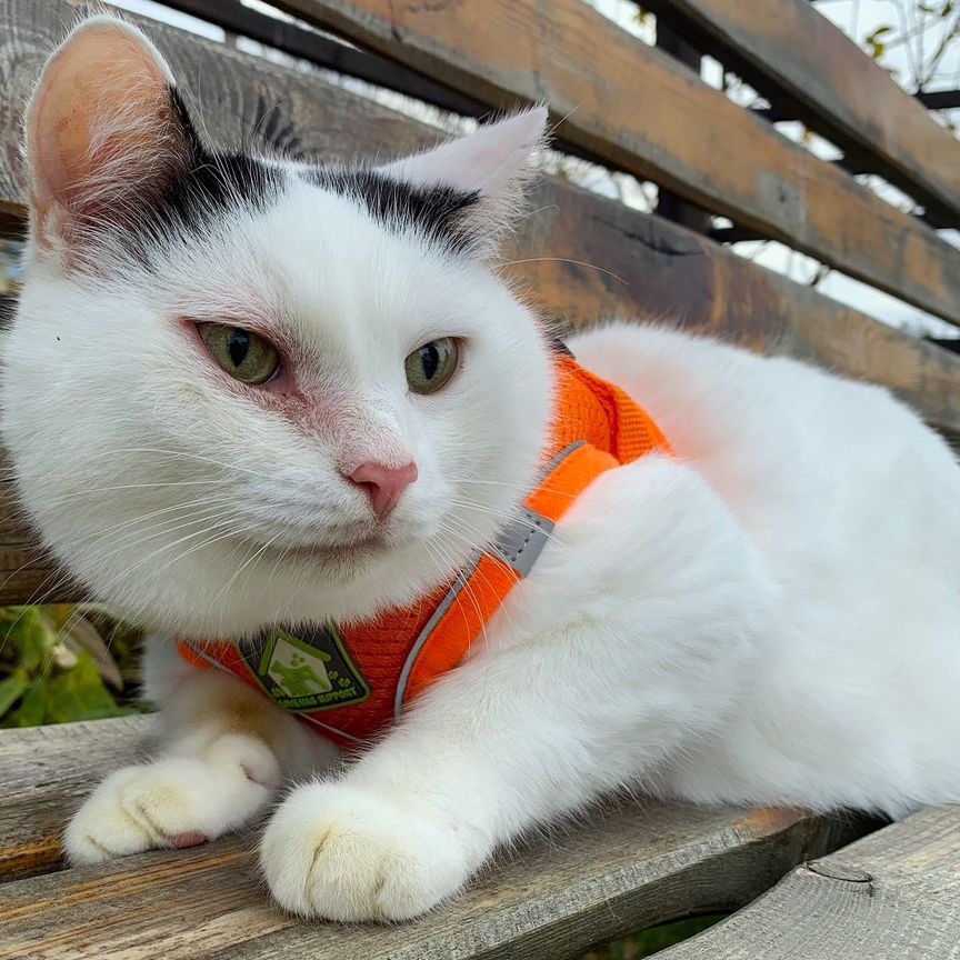 Я мечтаю о любви