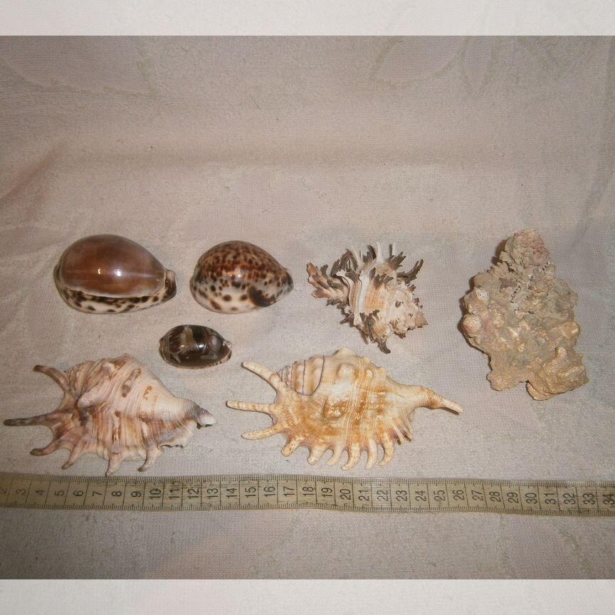 Морские ракушки раковины, Коралл