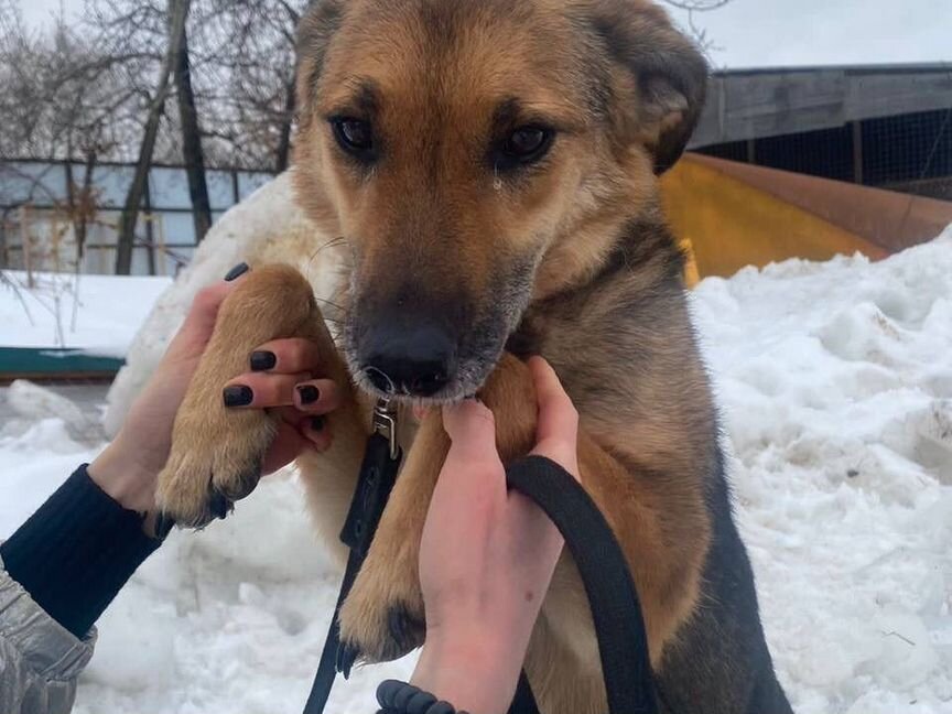 Очаровательная Лакки