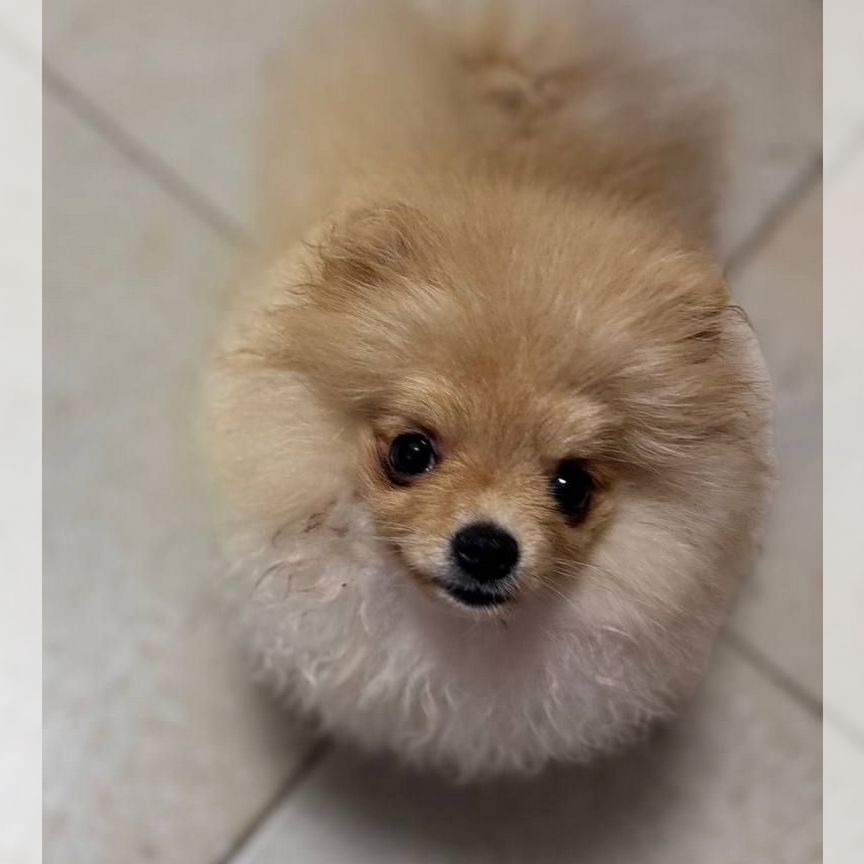 Померанский шпиц, щенок