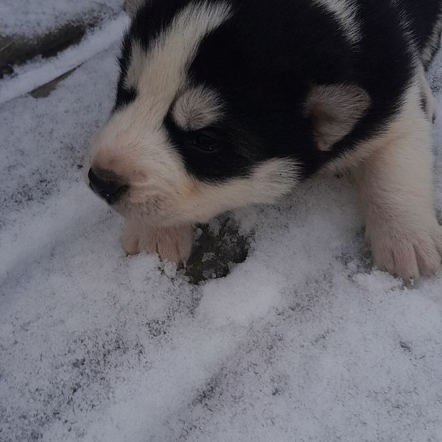 Домашние животные собаки щенки