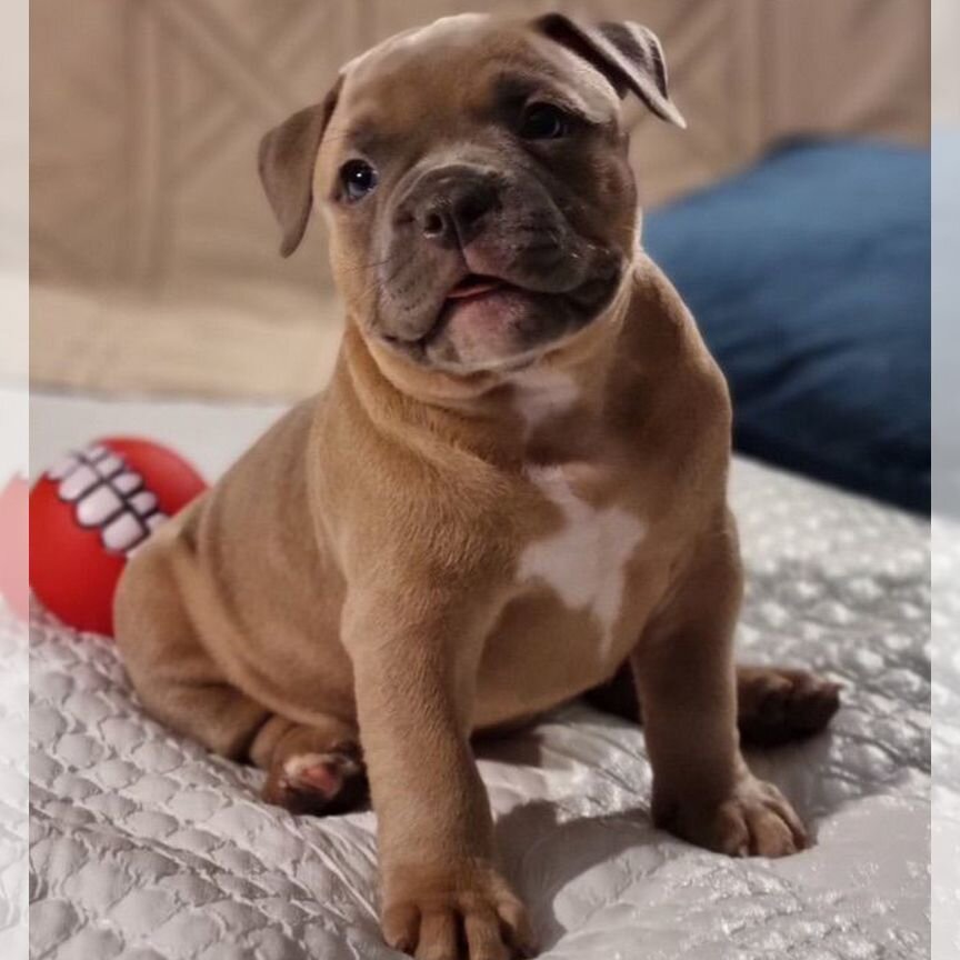 Американский булли