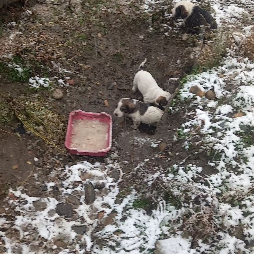 Помогите собачкам