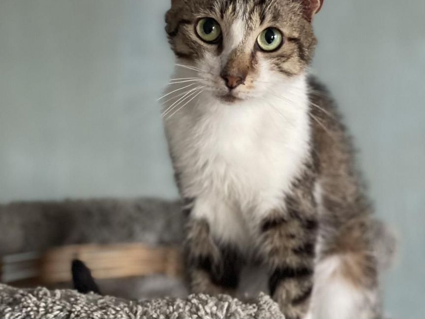 Котик ищет дом