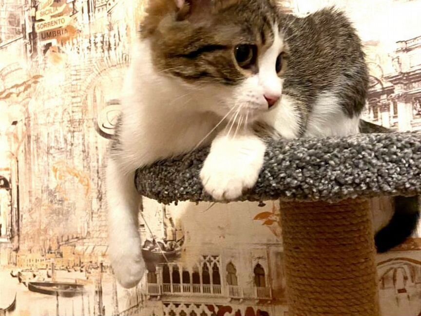 Игривый Котёнок подросток, кошка в дар
