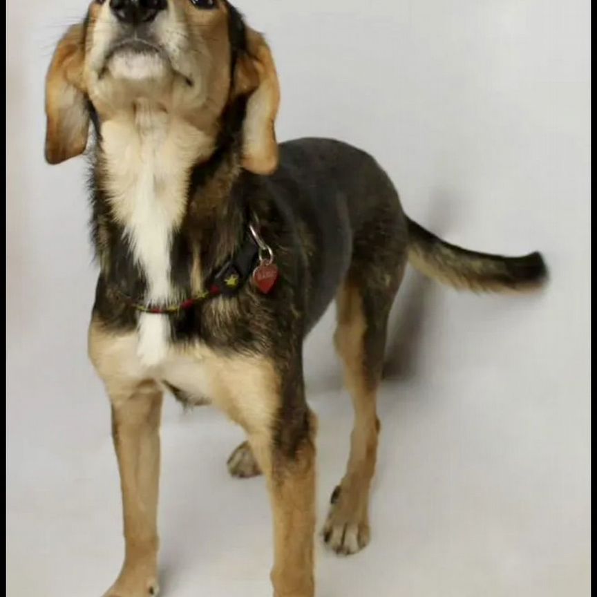 Щенок в добрые руки мальчик