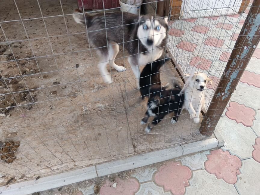 Хаски щинята