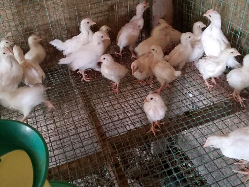 Цыплята легорн