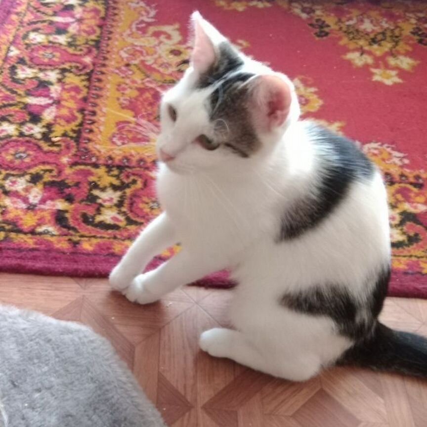 Котёнок в добрые руки