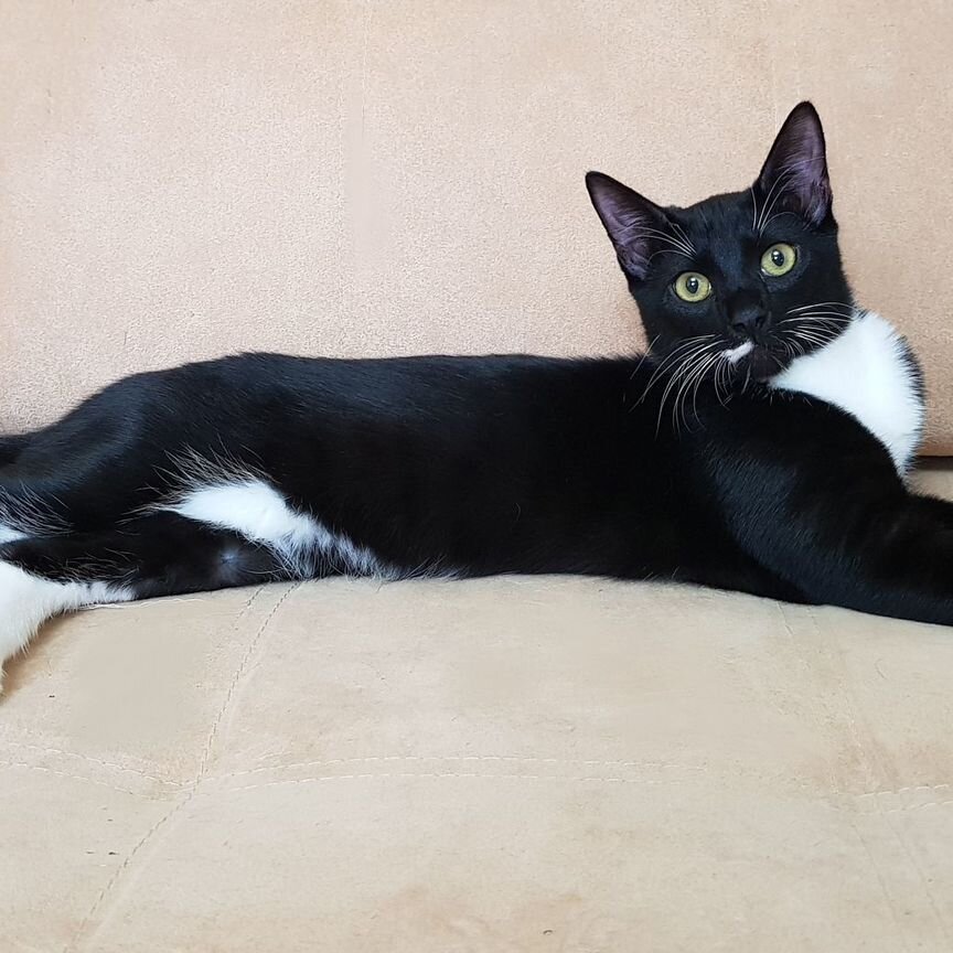 Кошечка в добрые руки бесплатно