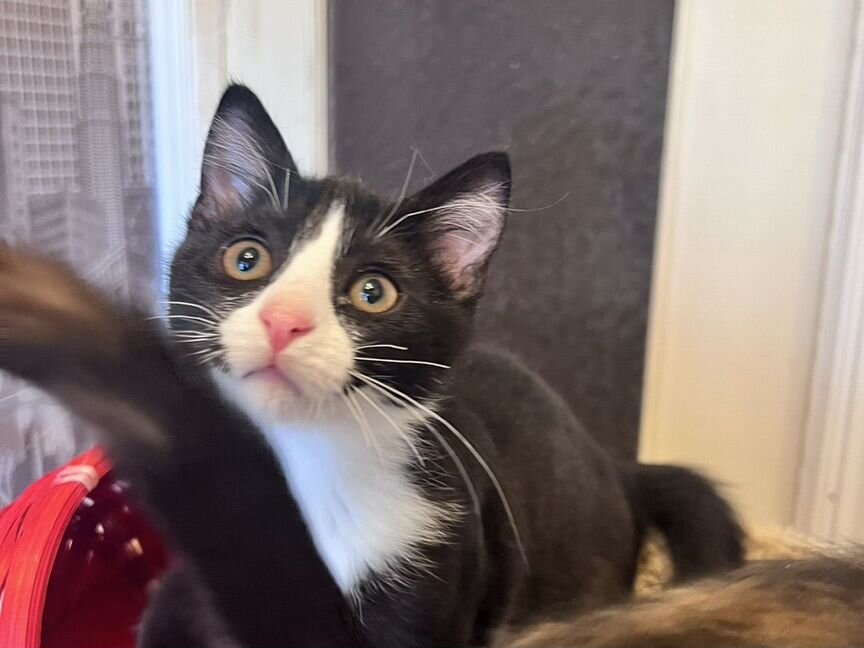Котенок Феликс ищет свою семью