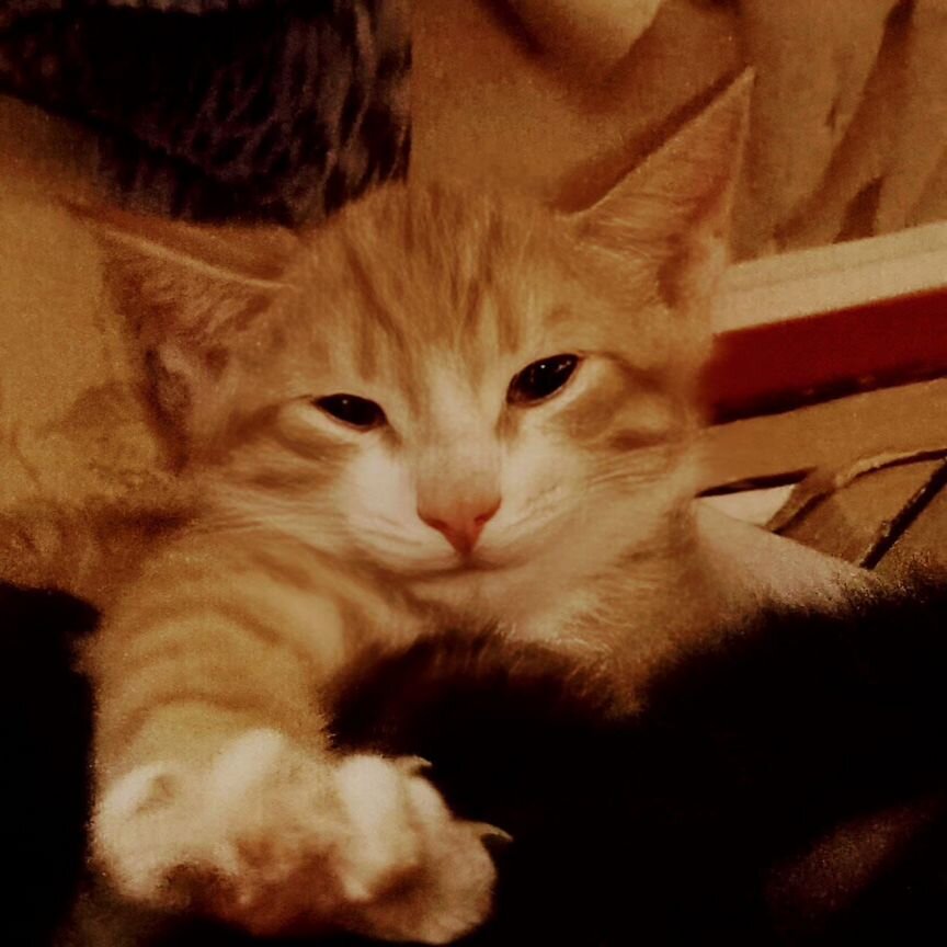 Рыжий котишка
