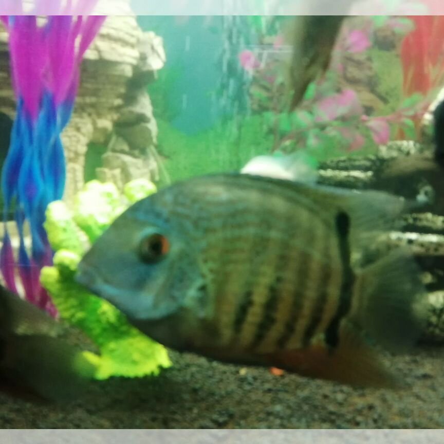 Зелёный северум