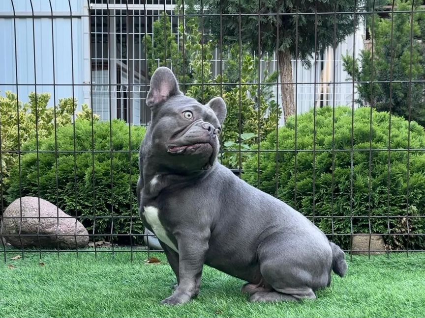 Француз лиловый солид 1 год 10 месяцев французский