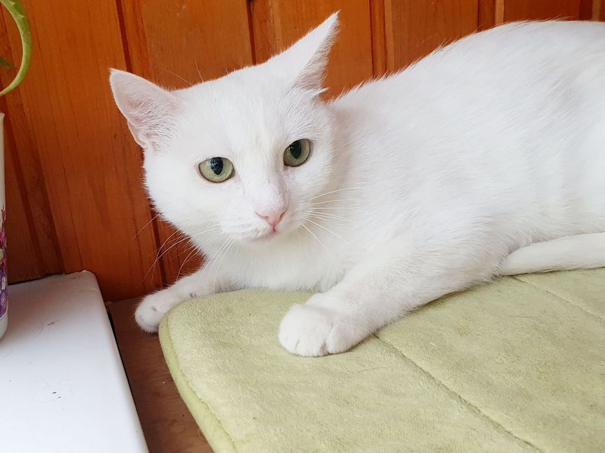 Чисто белая кошечка-скромница