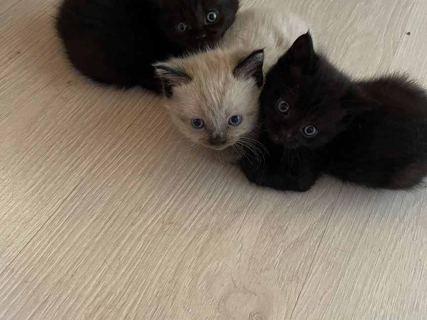 Котята в добрые руки
