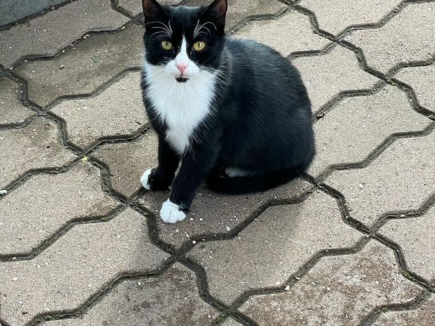 Кошка в дар бесплатно