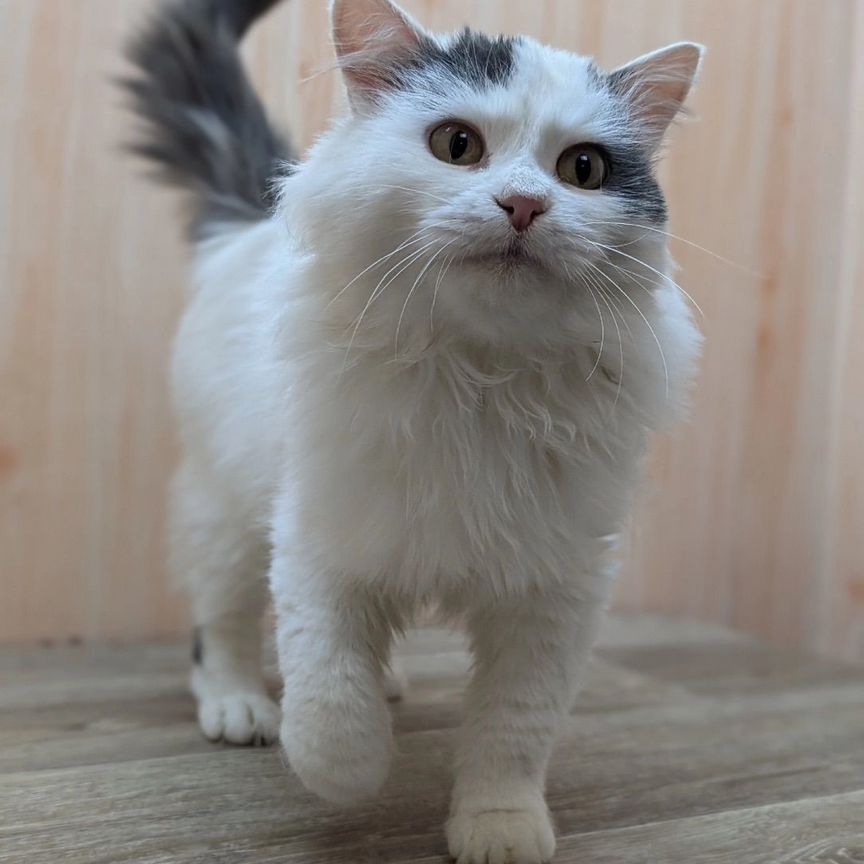 Олаф ищет дом