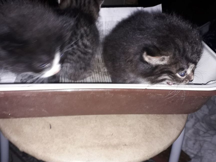 Котята в добрые руки