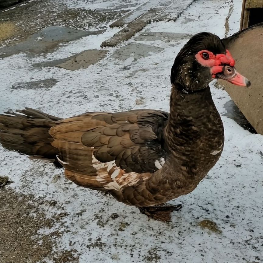 Мускусные утки