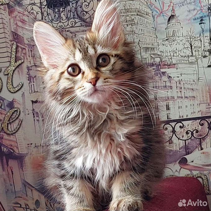 Кошечка Фортуна