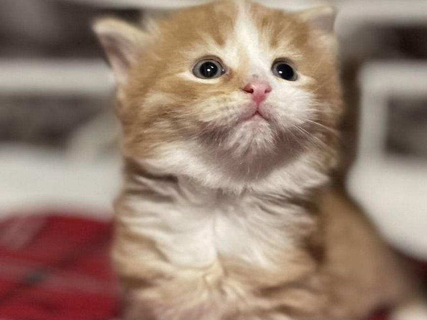 Котенок