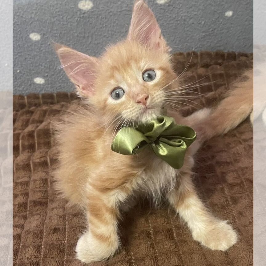 Мейн-кун котёнок