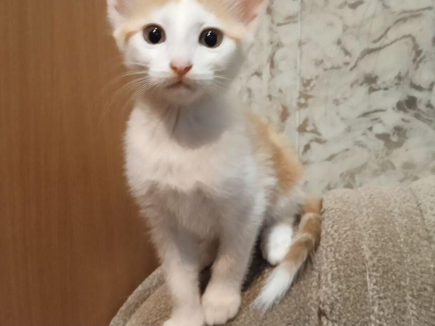Котенок в дар бесплатно
