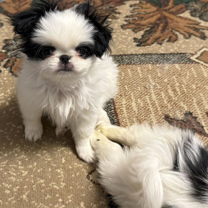 Японский хин, щенок