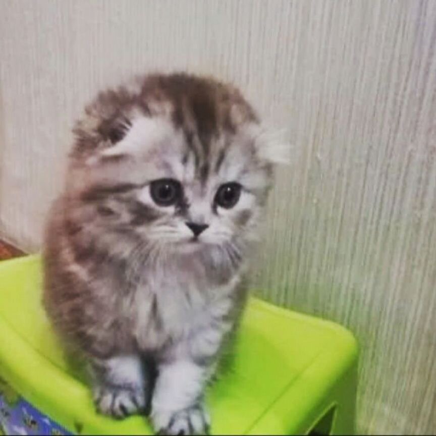 Шотландская вислоухая