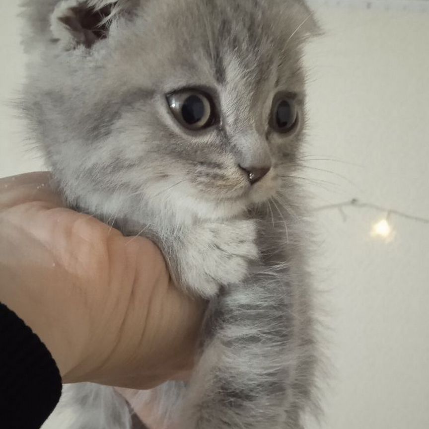 Шотландская