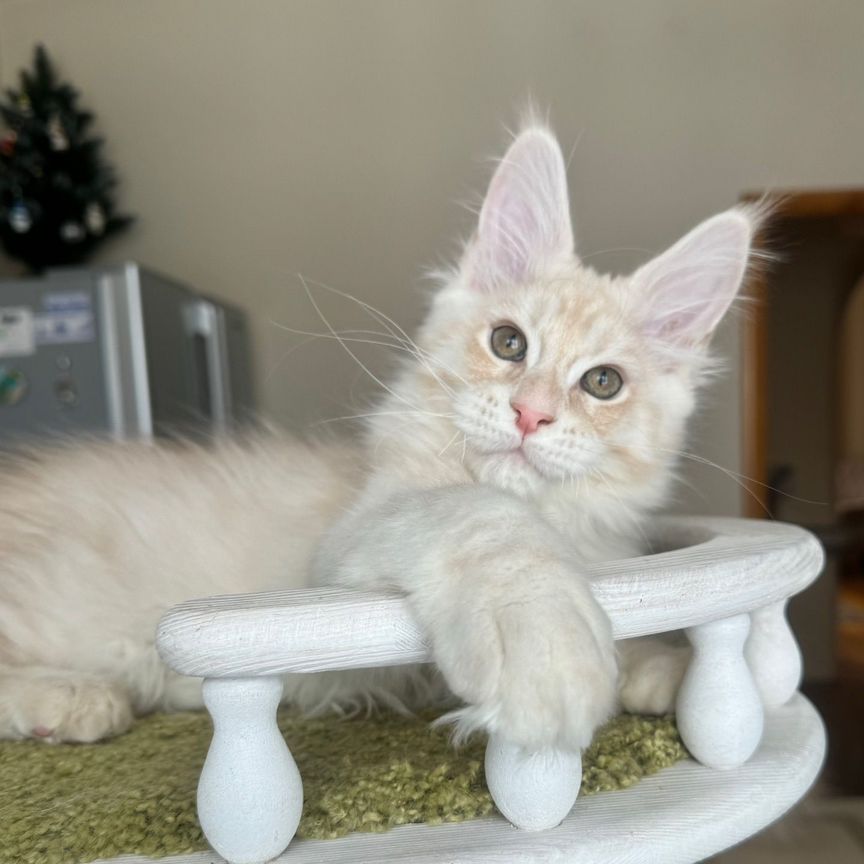 Мейн-кун котенок