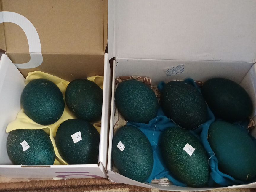 Инкубационное яйцо эмиков