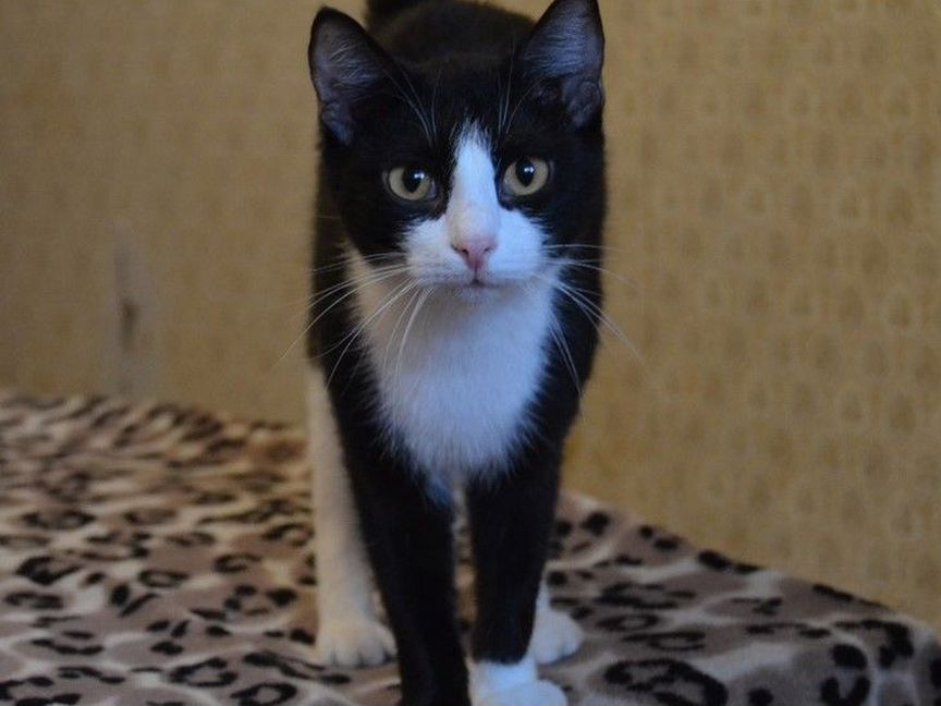 Отдам молодого котика. Кастрирован