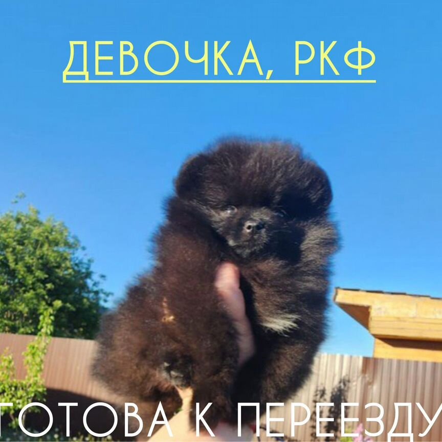 Черный шпиц. Бесплатное сопровождение