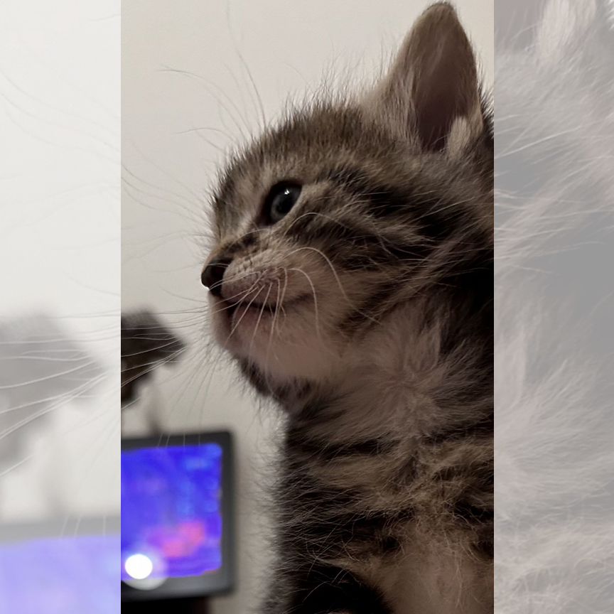 Курильский бобтейл короткошёрстный котёнок