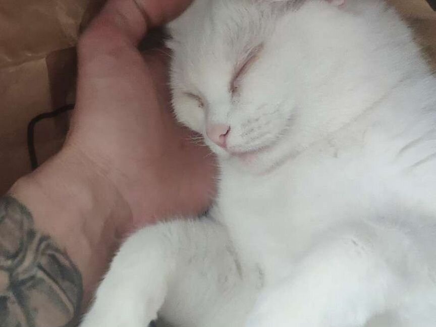 Ищем белого кота для вязки
