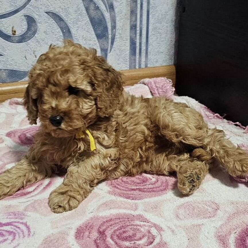 Карликовый пудель, щенок