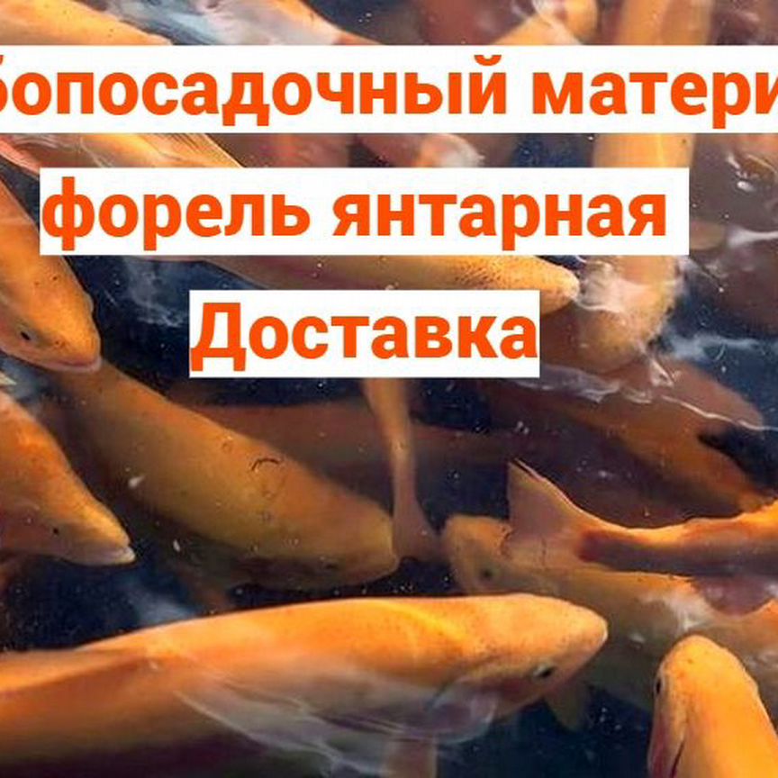 Рыбопосадочный материал. Малек янтарной форели