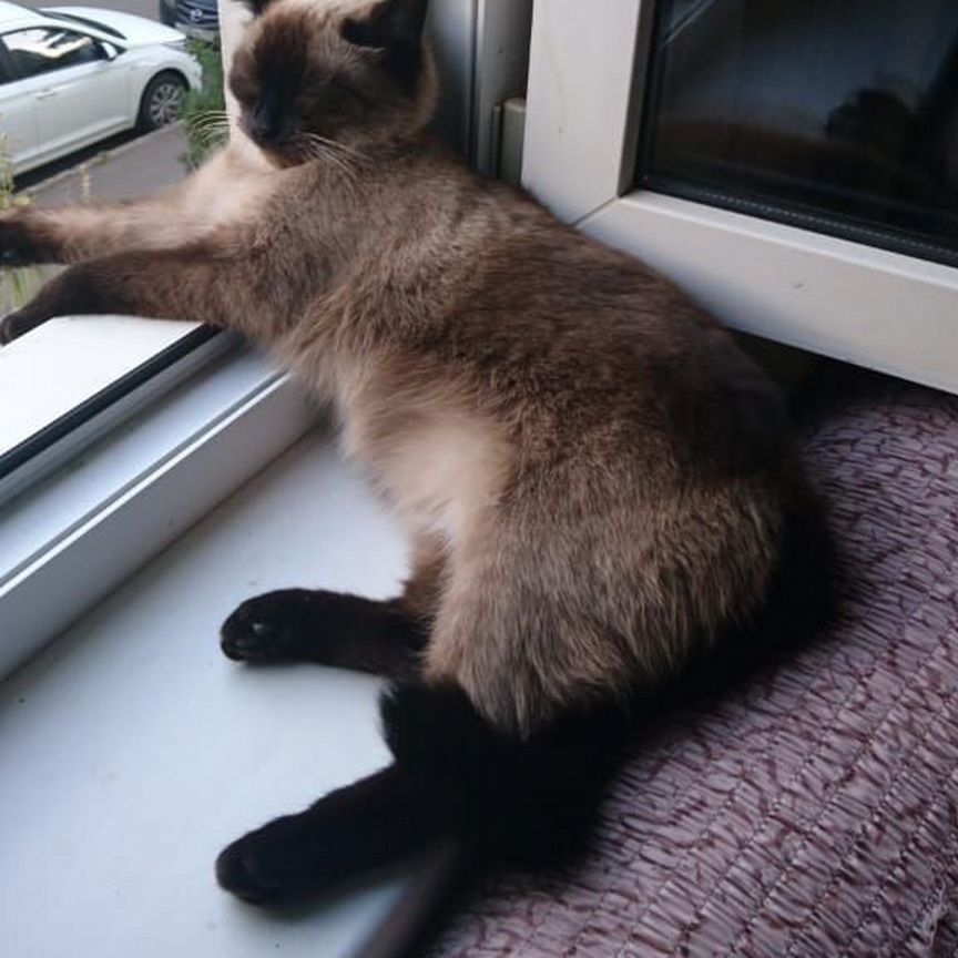 Потерялась Сиамская кошка