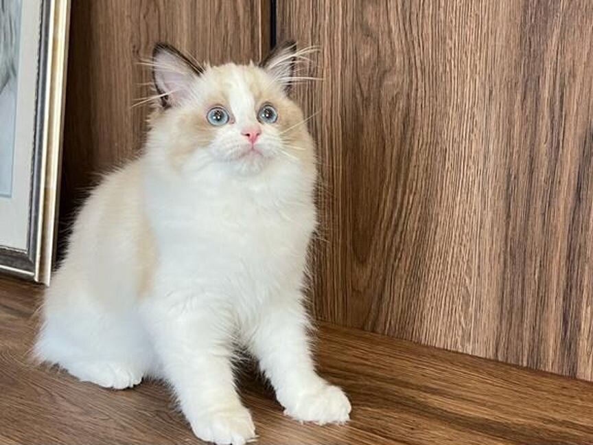 Котенок рэгдолл