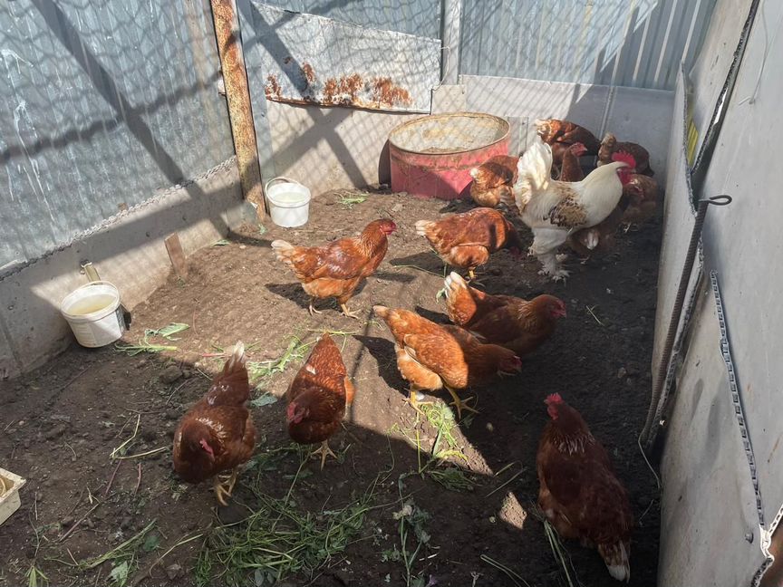 Куры молодки несушки