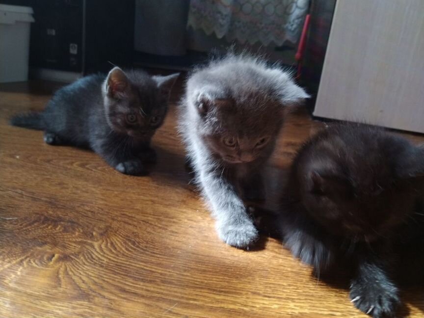 Шотландская