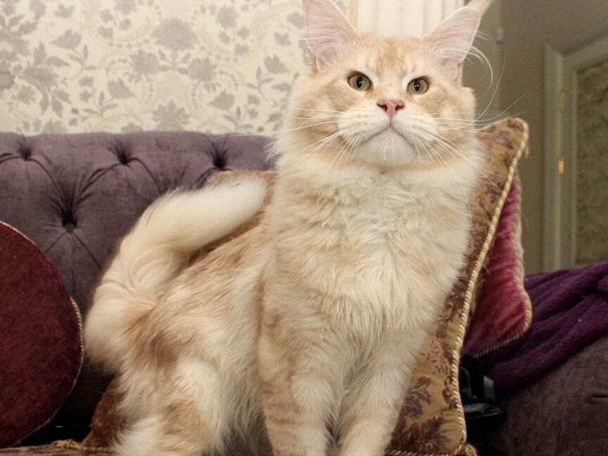 Очень крупный котик