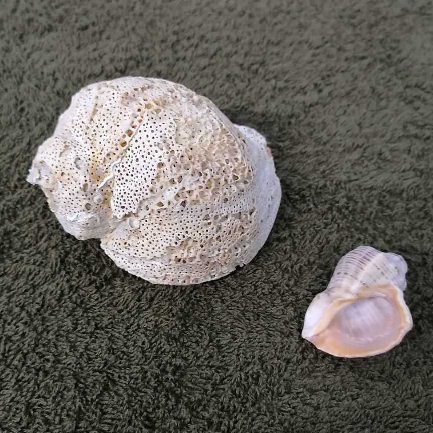 Морские ракушки раковины, 3 штуки разной величины
