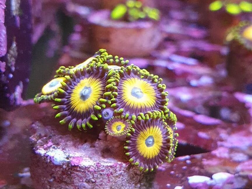 Зоантусы и актинии
