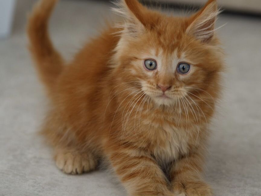 Котик мейнкун полидакт