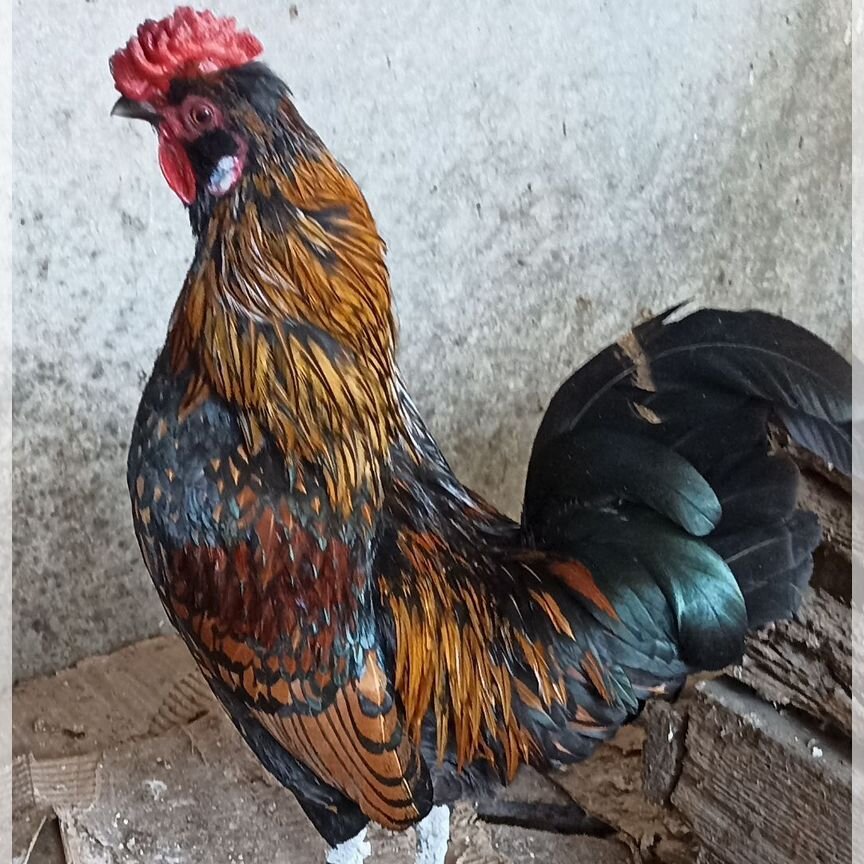 Молодые петухи карликов