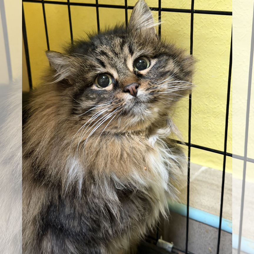 Взрослая, кошка в добрые руки